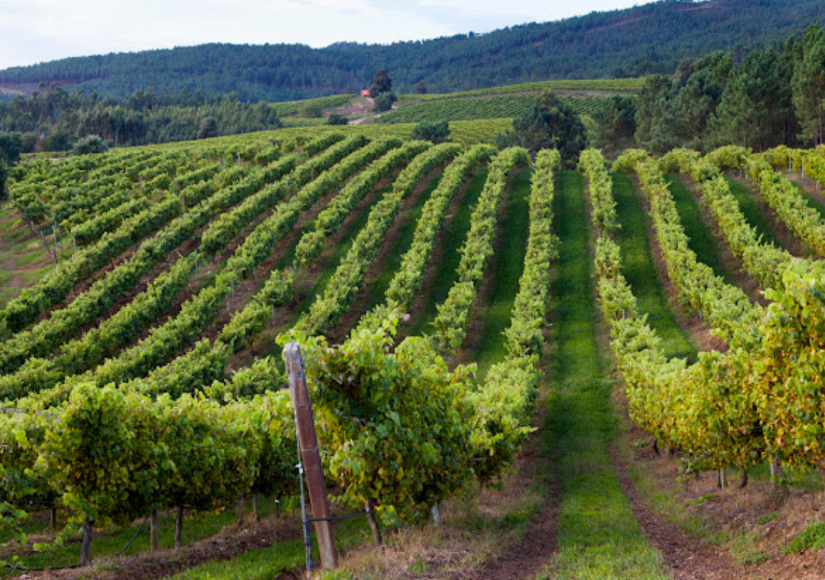 Terras Gauda | Radford Dale Imports